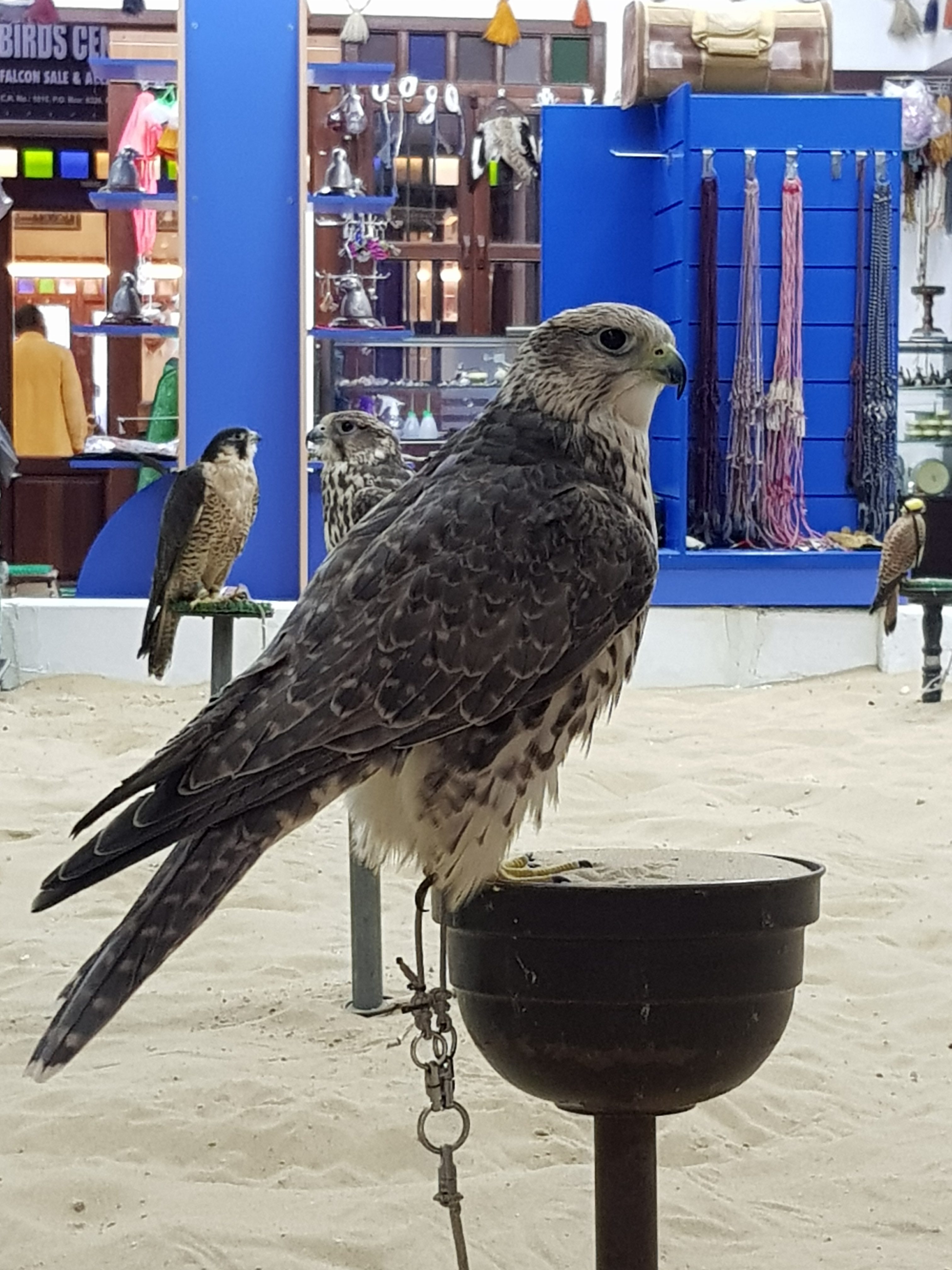 Fem saker att uppleva i Doha, Qatar.